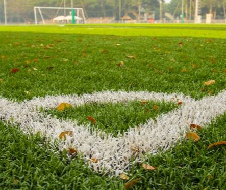 Grass Seeds and Mixes For Lawns, Paddocks, Sports Turf & Amenity Areas