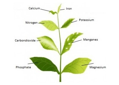 Leaf Tissue Analysis Kit
